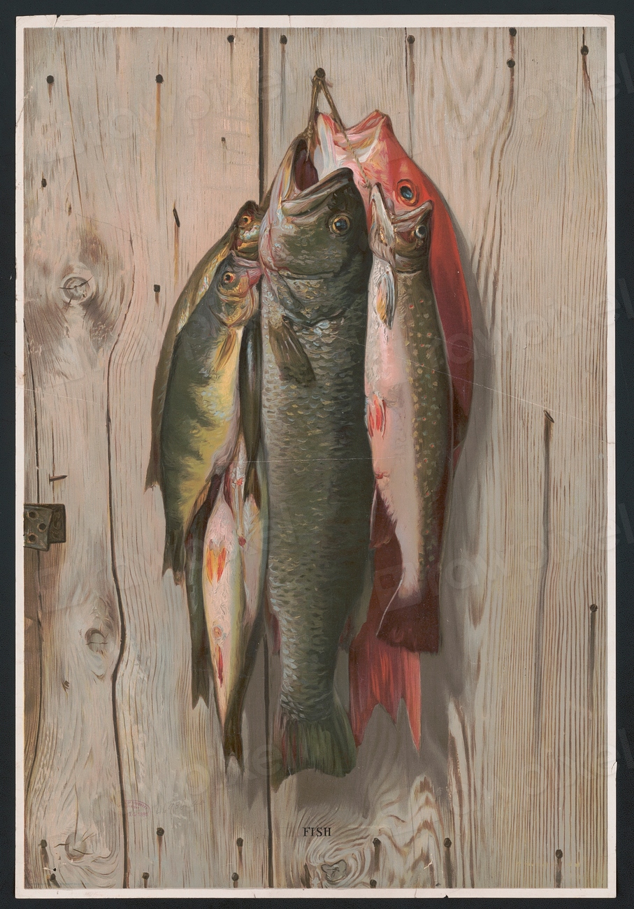 Fish | Free Photo - rawpixel