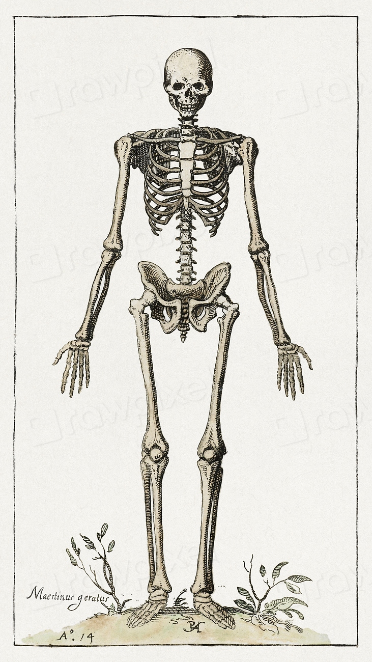Skeleton (1614) painting Pieter Feddes | Free Photo Illustration - rawpixel