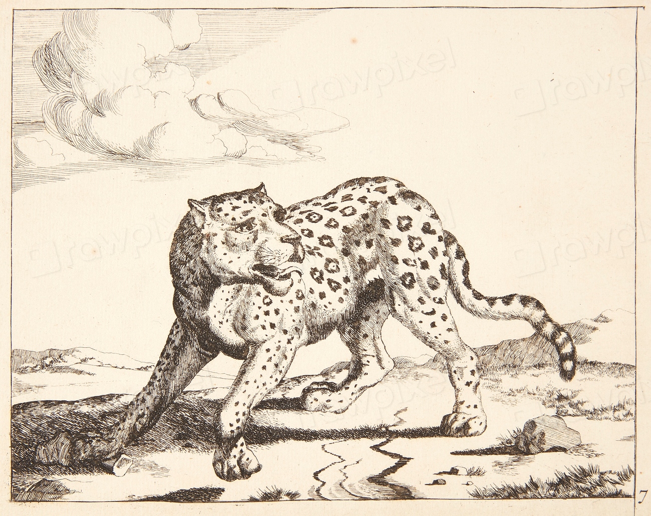 Standing leopard Marcus de Bye | Free Photo Illustration - rawpixel