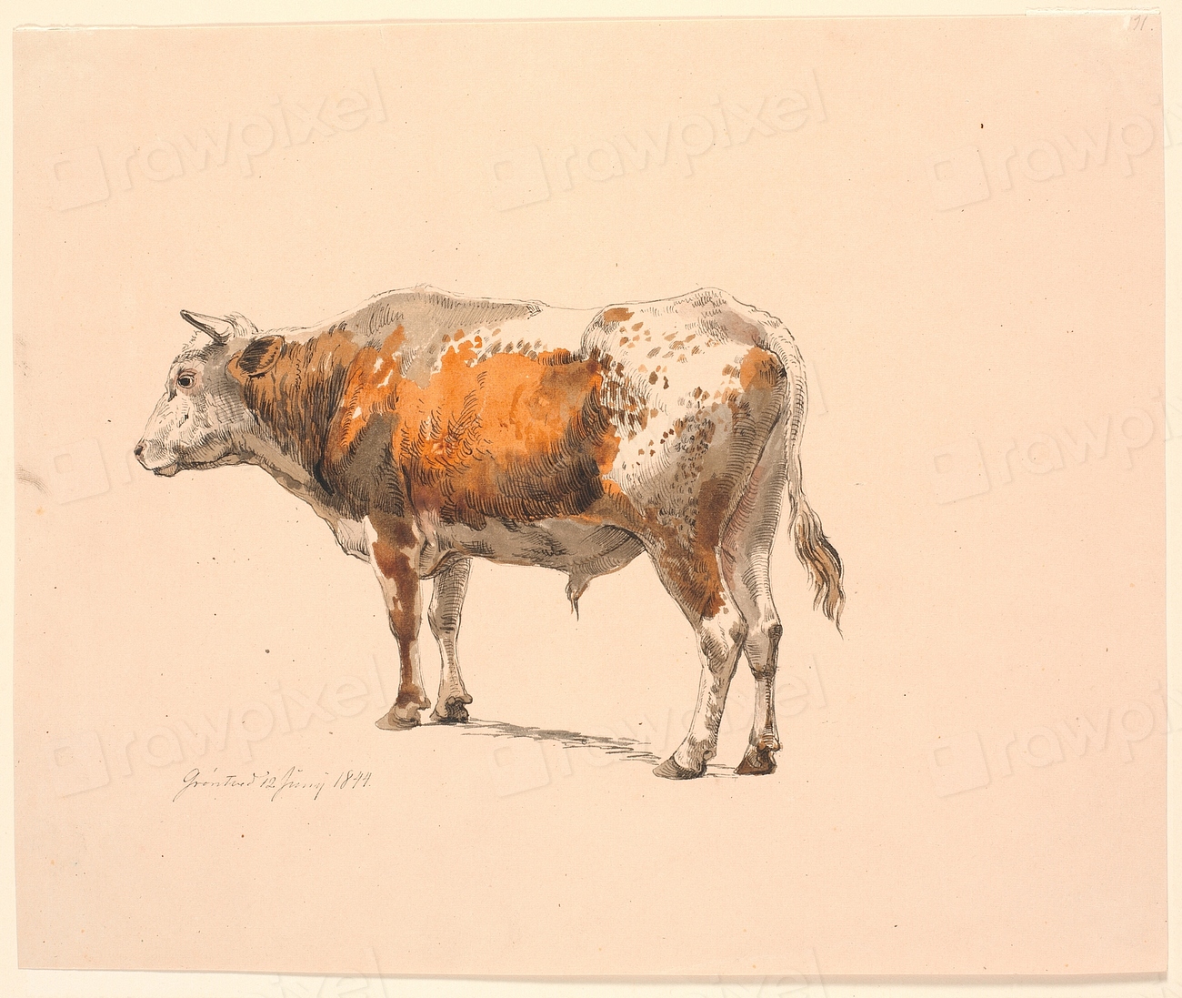 Standing red-spotted bull, facing left, | Free Photo Illustration ...