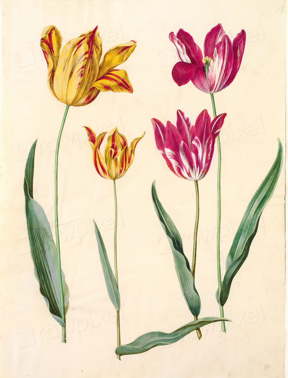 Tulipa gesneriana (garden tulip) Maria | Free Photo Illustration - rawpixel