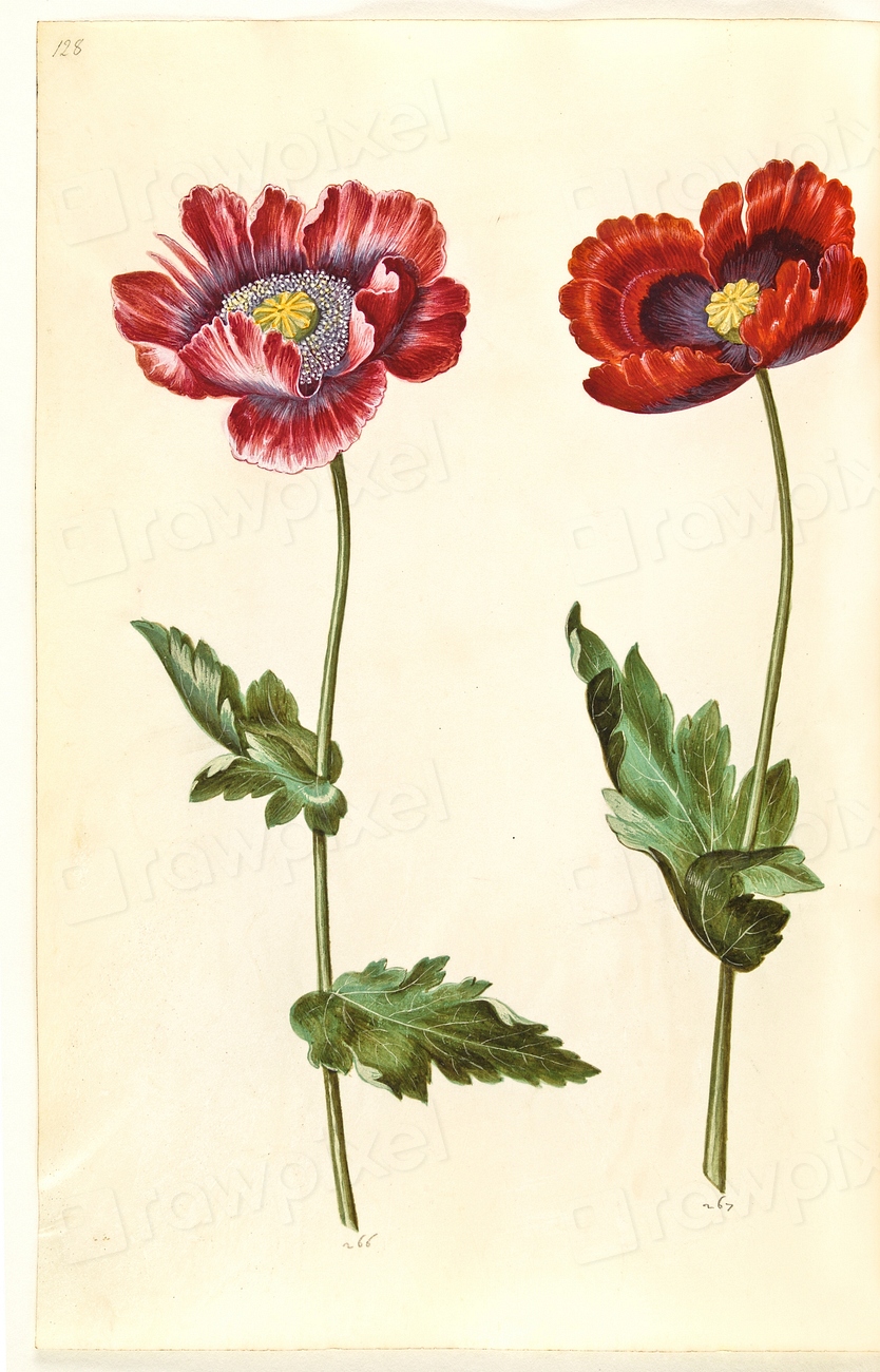 Papaver somniferum (opium poppy) Maria | Free Photo Illustration - rawpixel