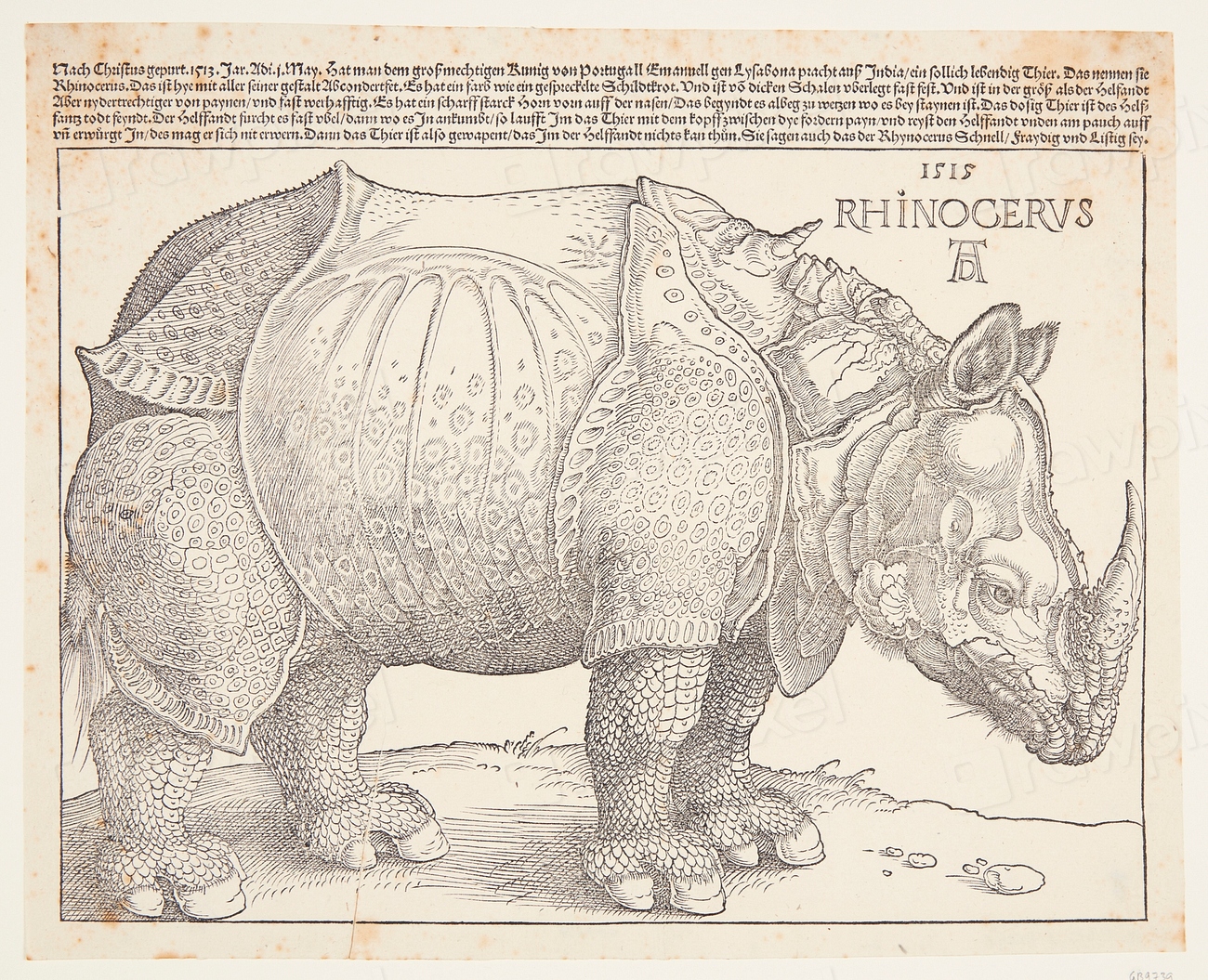 The rhinoceros by Albrecht Dürer | Free Photo Illustration - rawpixel