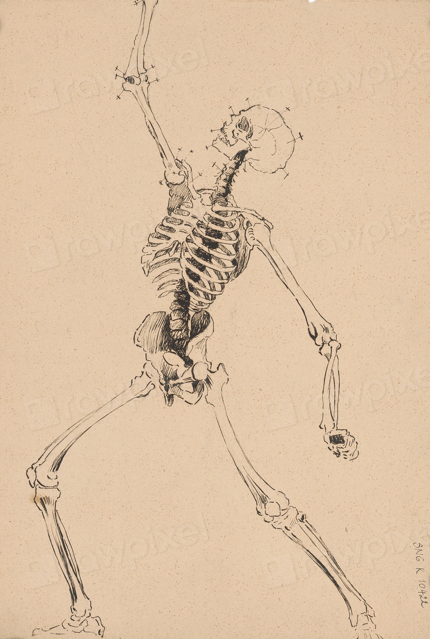 study human skeleton | Free Photo Illustration - rawpixel