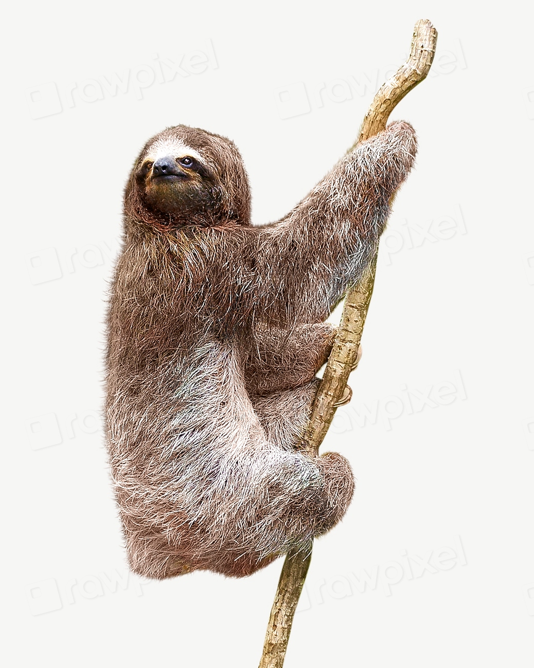 Sloth collage element psd | Premium PSD - rawpixel