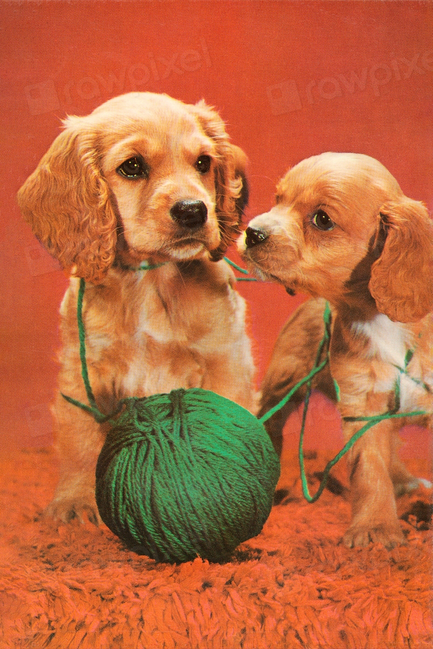 Cocker spaniels (1960–1979), vintage dog | Free Photo - rawpixel
