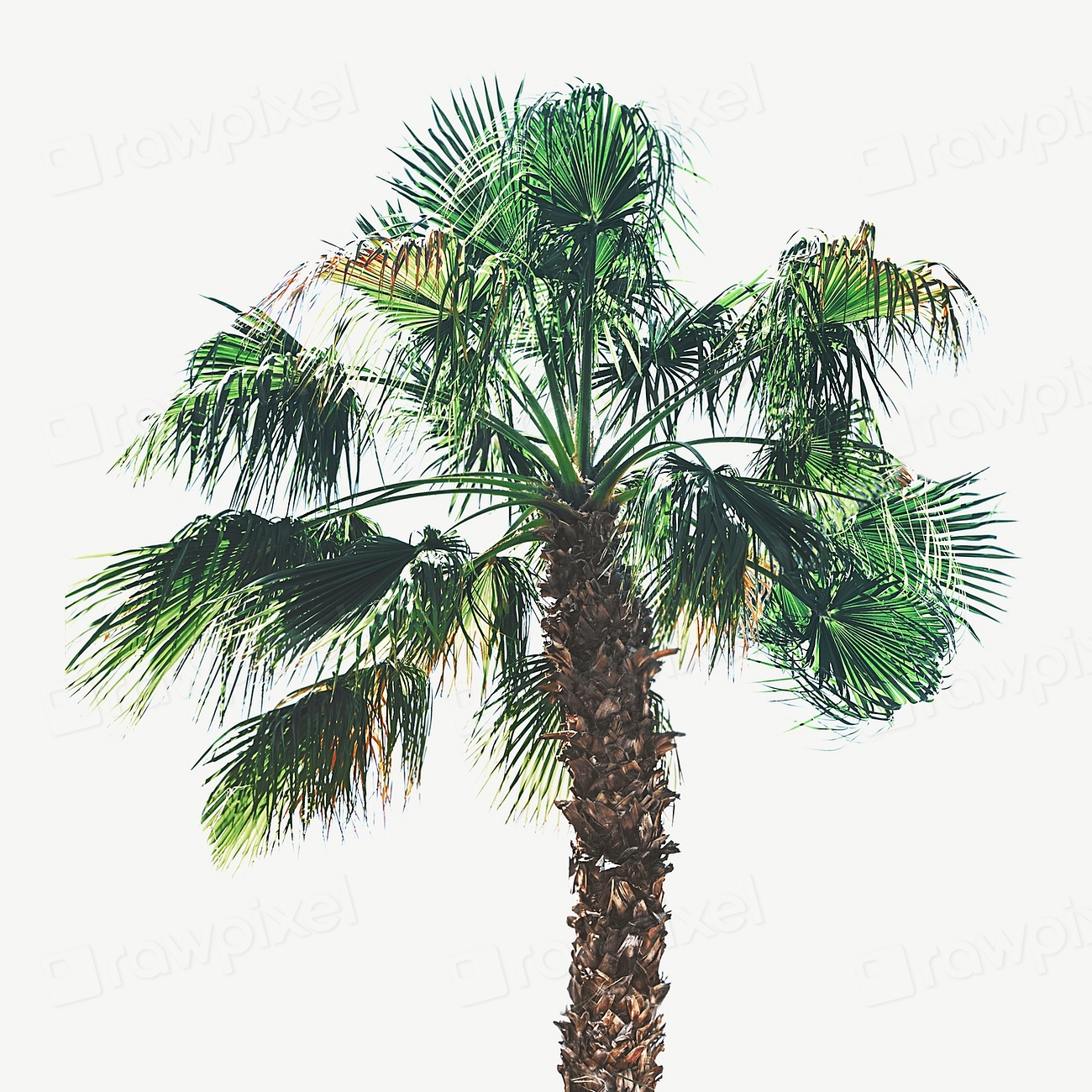 Palm tree collage element psd | Premium PSD - rawpixel