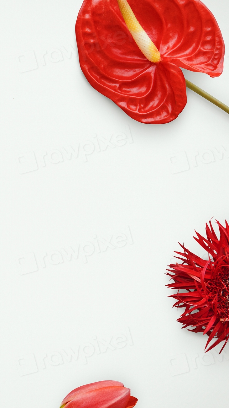 Anthurium flower border iPhone wallpaper | Premium Photo - rawpixel