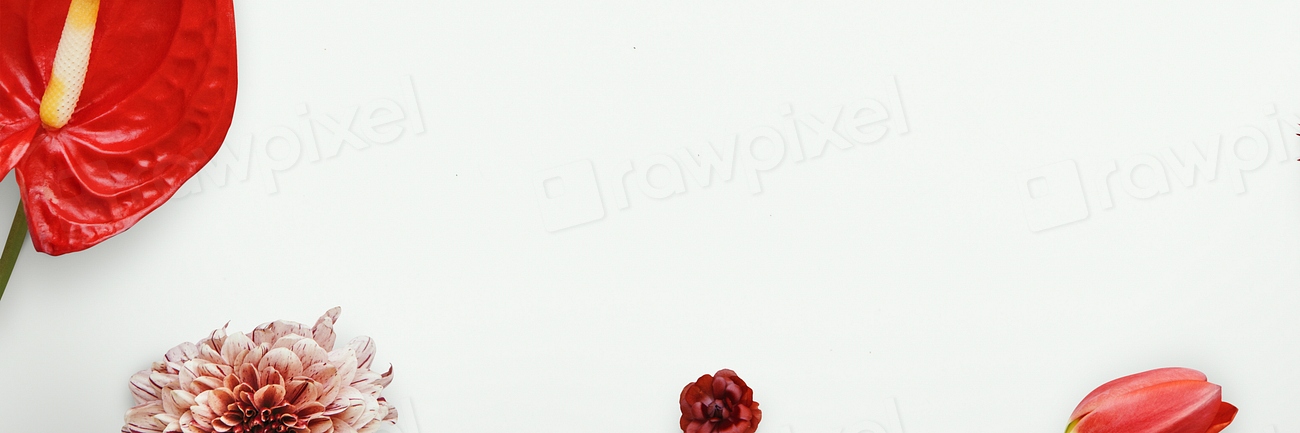 Anthurium flower border background | Premium Photo - rawpixel