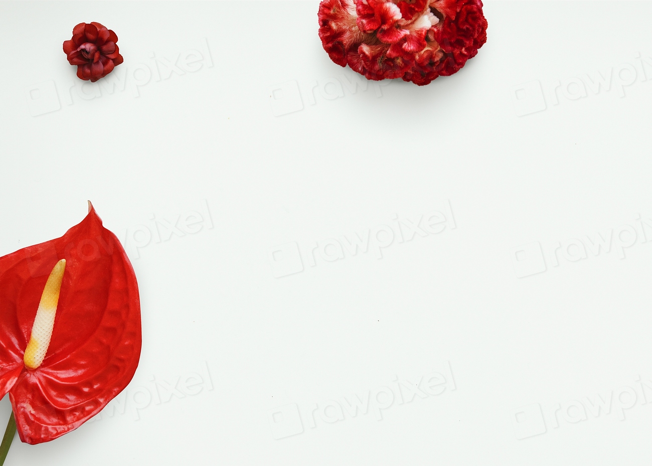 Anthurium flower border background | Premium Photo - rawpixel