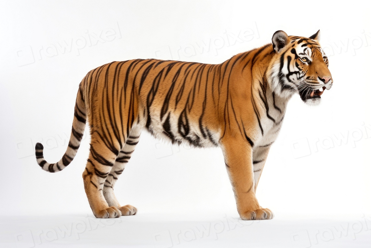 Tiger wildlife standing animal. | Free Photo - rawpixel