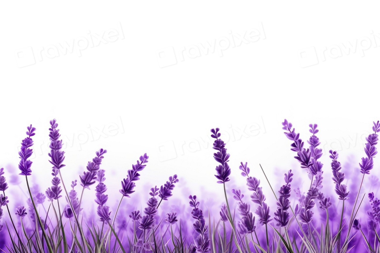 Lavender flower backgrounds blossom | Free Photo - rawpixel