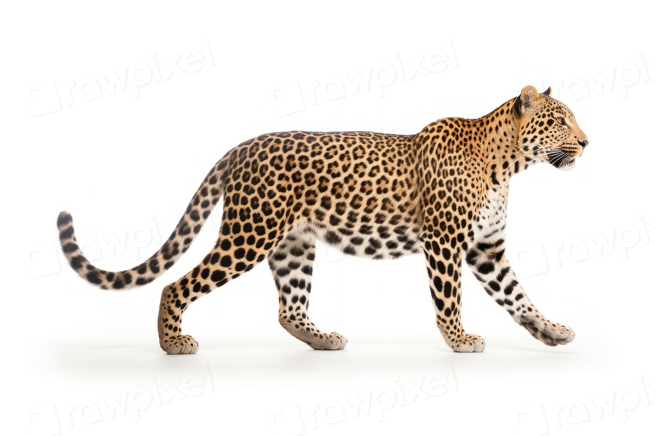 Leopard wildlife animal mammal. AI | Premium Photo - rawpixel