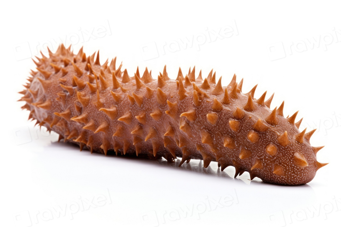 Cucumber animal plant food. | Premium Photo - rawpixel