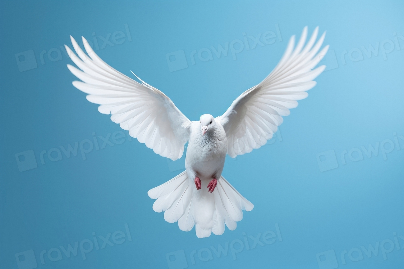 Animal flying bird dove | Premium Photo - rawpixel