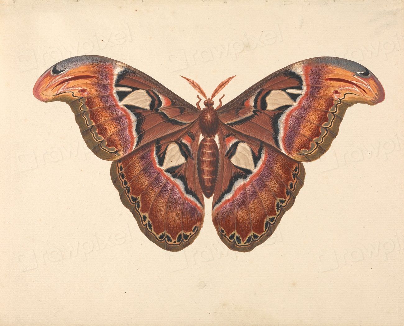 Atlas Moth by George Edwards | Free Photo Illustration - rawpixel