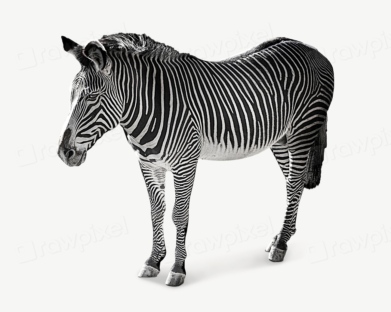 Zebra collage element psd | Premium PSD - rawpixel