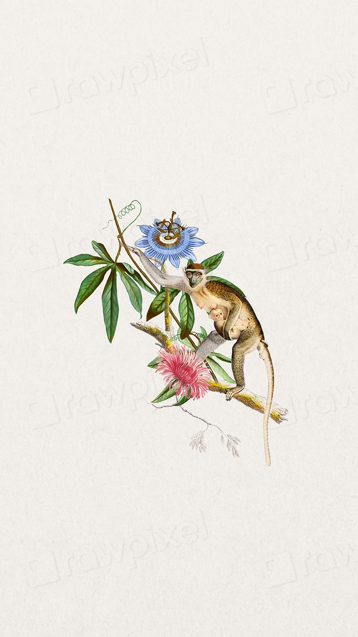 Grivet monkey baby mobile wallpaper, | Premium Photo Illustration ...