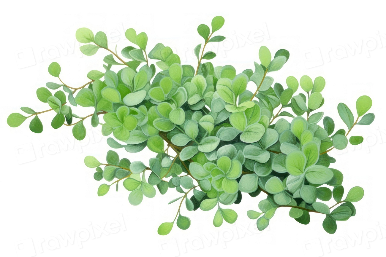 Bush backgrounds plant herbs. | Free Photo Illustration - rawpixel