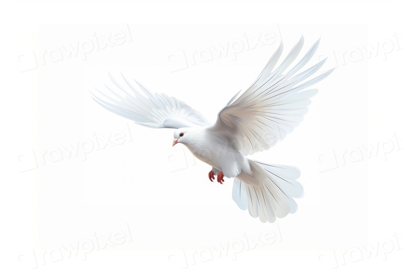 Dove animal flying white. | Premium Photo Illustration - rawpixel