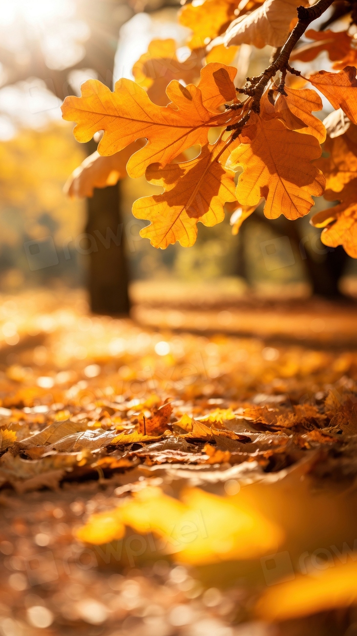 photo oak tree leaves autumn | Free Photo - rawpixel
