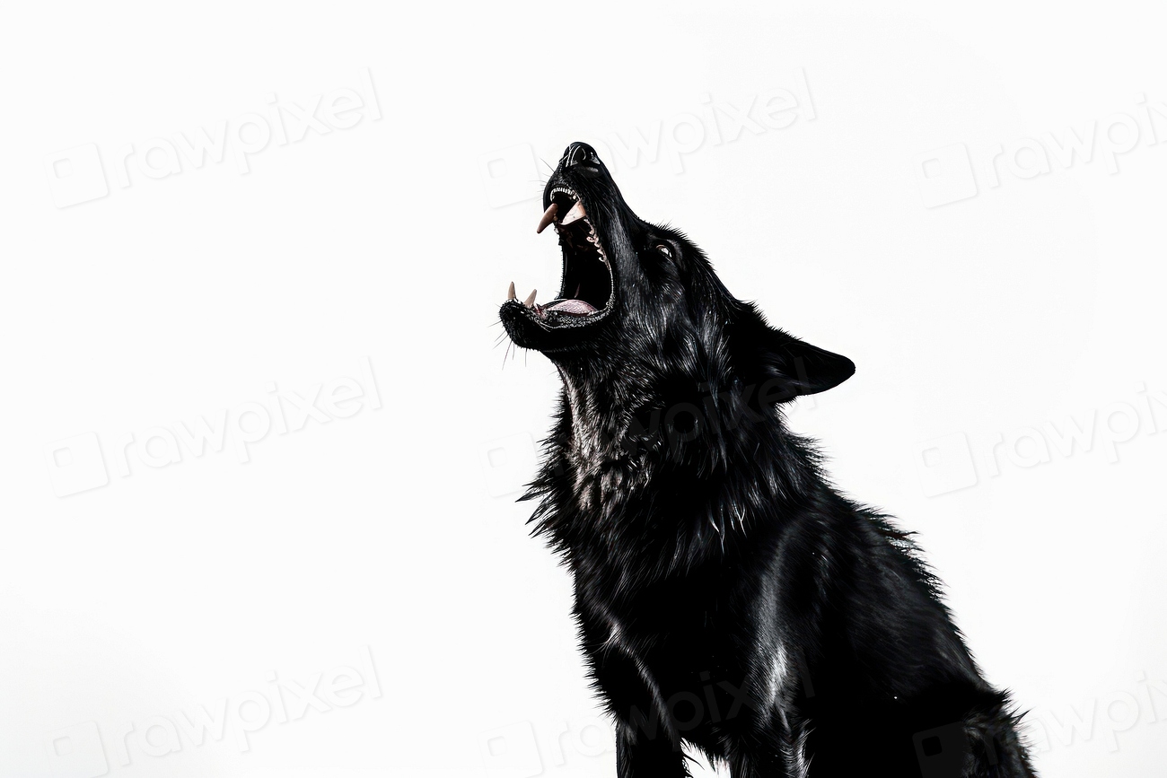 black wolf howling mammal animal | Premium Photo - rawpixel