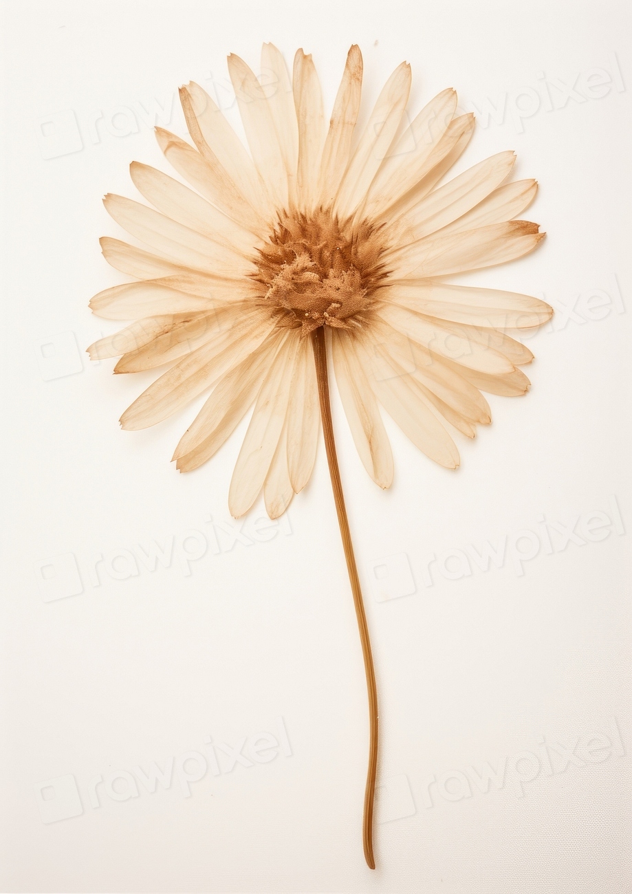 Real Pressed single aster flower | Premium Photo - rawpixel