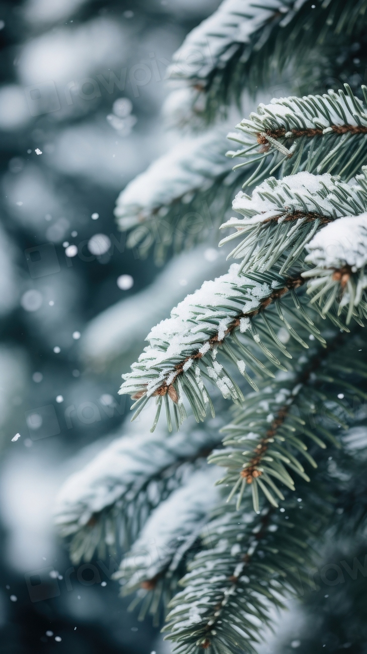 Spruce tree snow outdoors winter. | Premium Photo - rawpixel