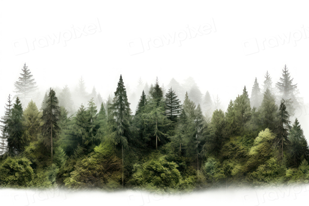 Forest outdoors woodland nature | Premium Photo - rawpixel