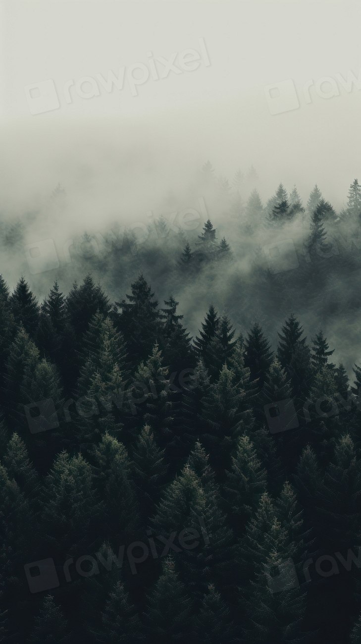 Nature outdoors forest plant. | Free Photo - rawpixel