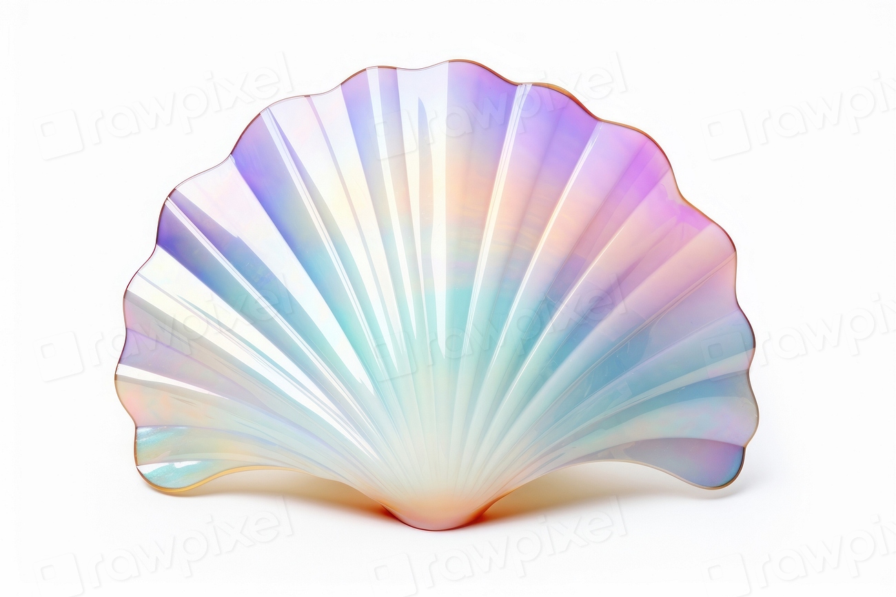 Shell seashell clam white background. | Premium Photo - rawpixel