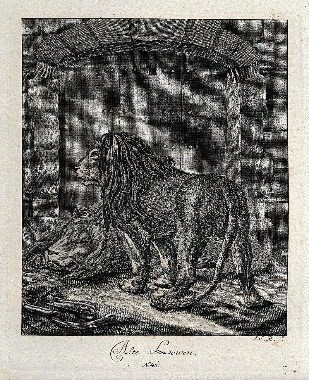 Two old lions shaggy manes | Free Photo Illustration - rawpixel