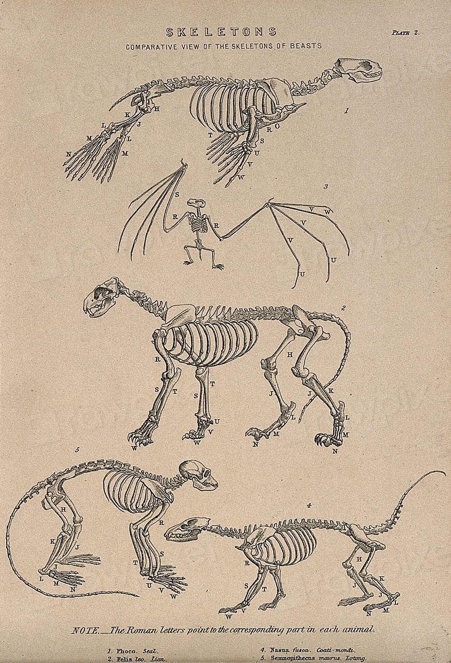 Skeletons seal, bat, lion, coatimondi, | Free Photo Illustration - rawpixel