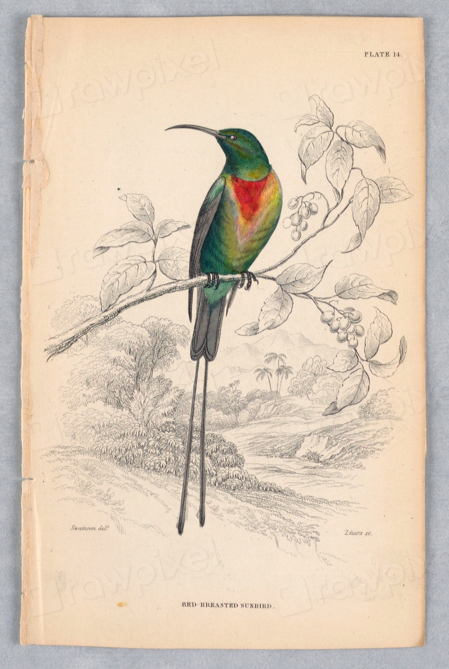 Red-breasted Sunbird, Plate 14 Birds | Free Photo Illustration - rawpixel
