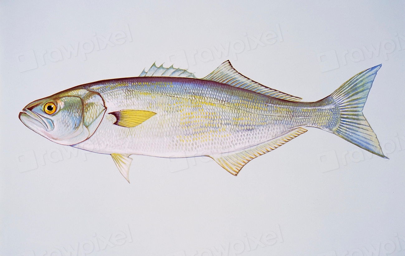 Colorful bluefish drawing. Free public | Free Photo - rawpixel