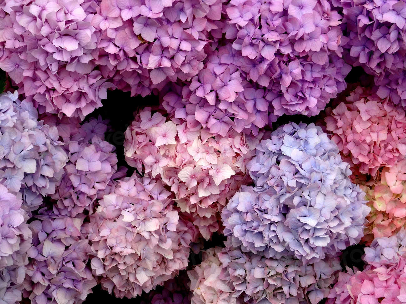 Pink hydrangea background. Free public | Free Photo - rawpixel