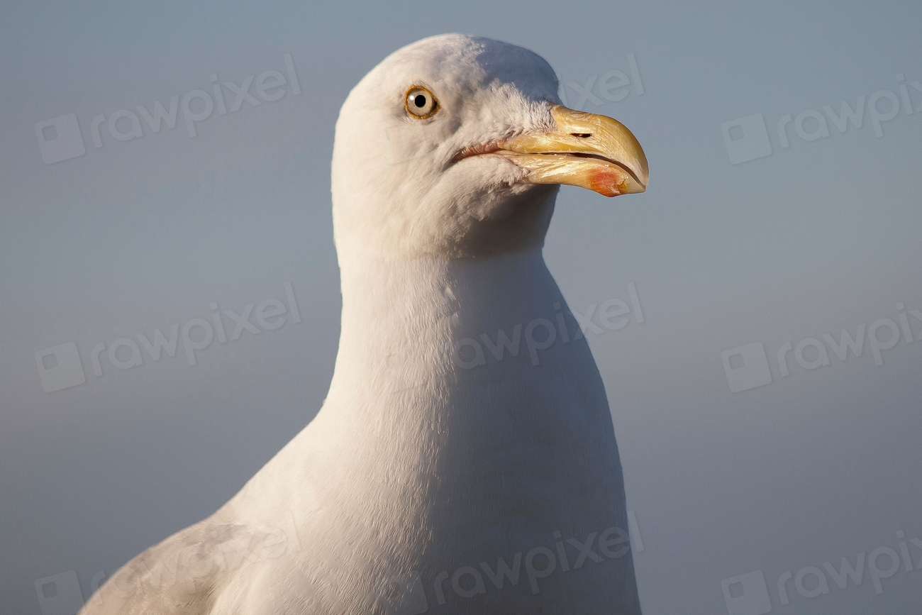 Seagull face close up. Free | Free Photo - rawpixel