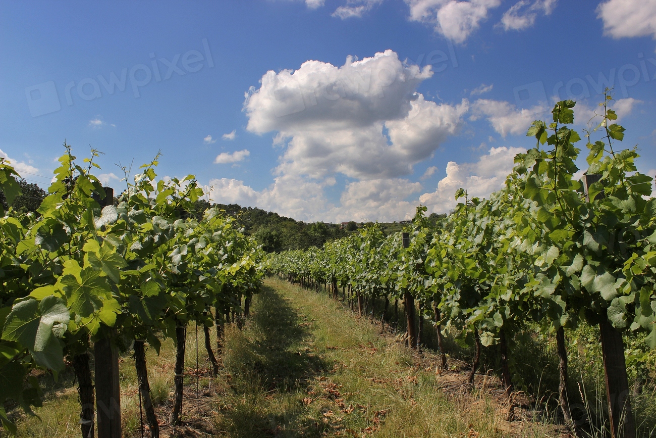Beautiful winery vineyard scenery. Free | Free Photo - rawpixel