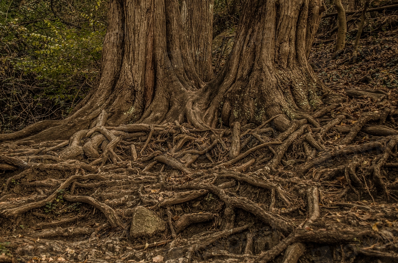 Free entangled tree roots image, | Free Photo - rawpixel