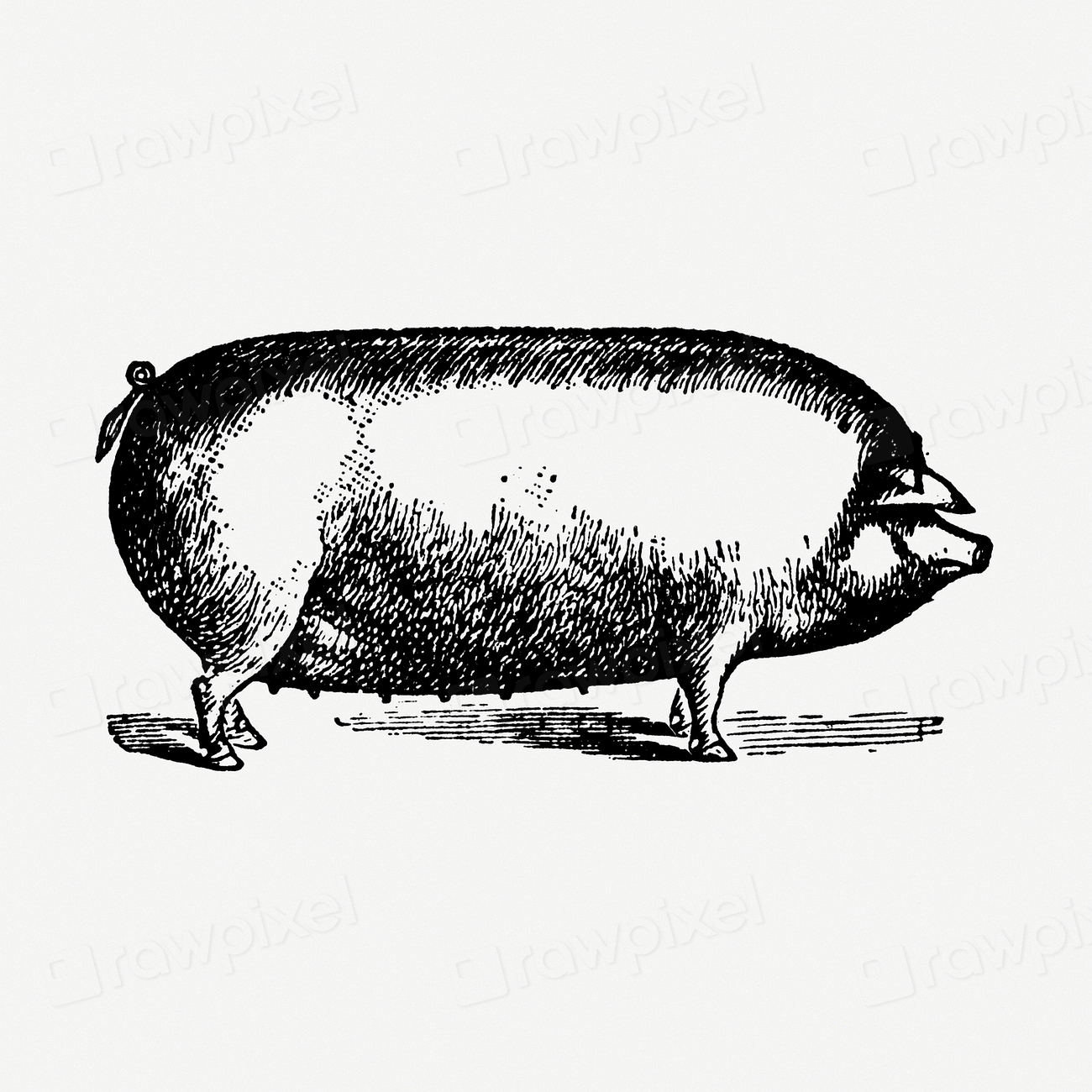 Pig hand drawn illustration, digitally | Premium Photo Illustration ...