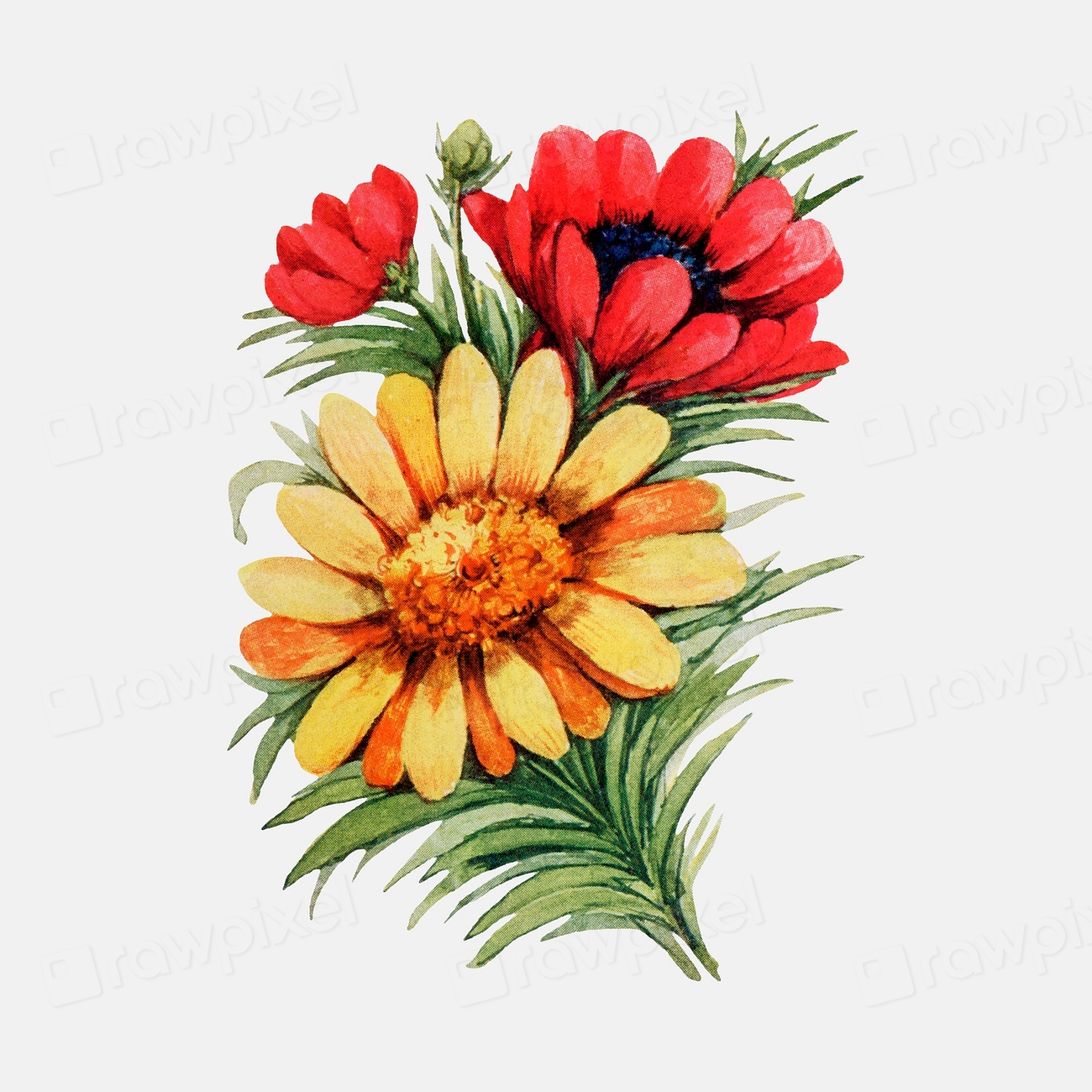 Adonis flower clipart, vintage watercolor | Premium Vector Illustration ...