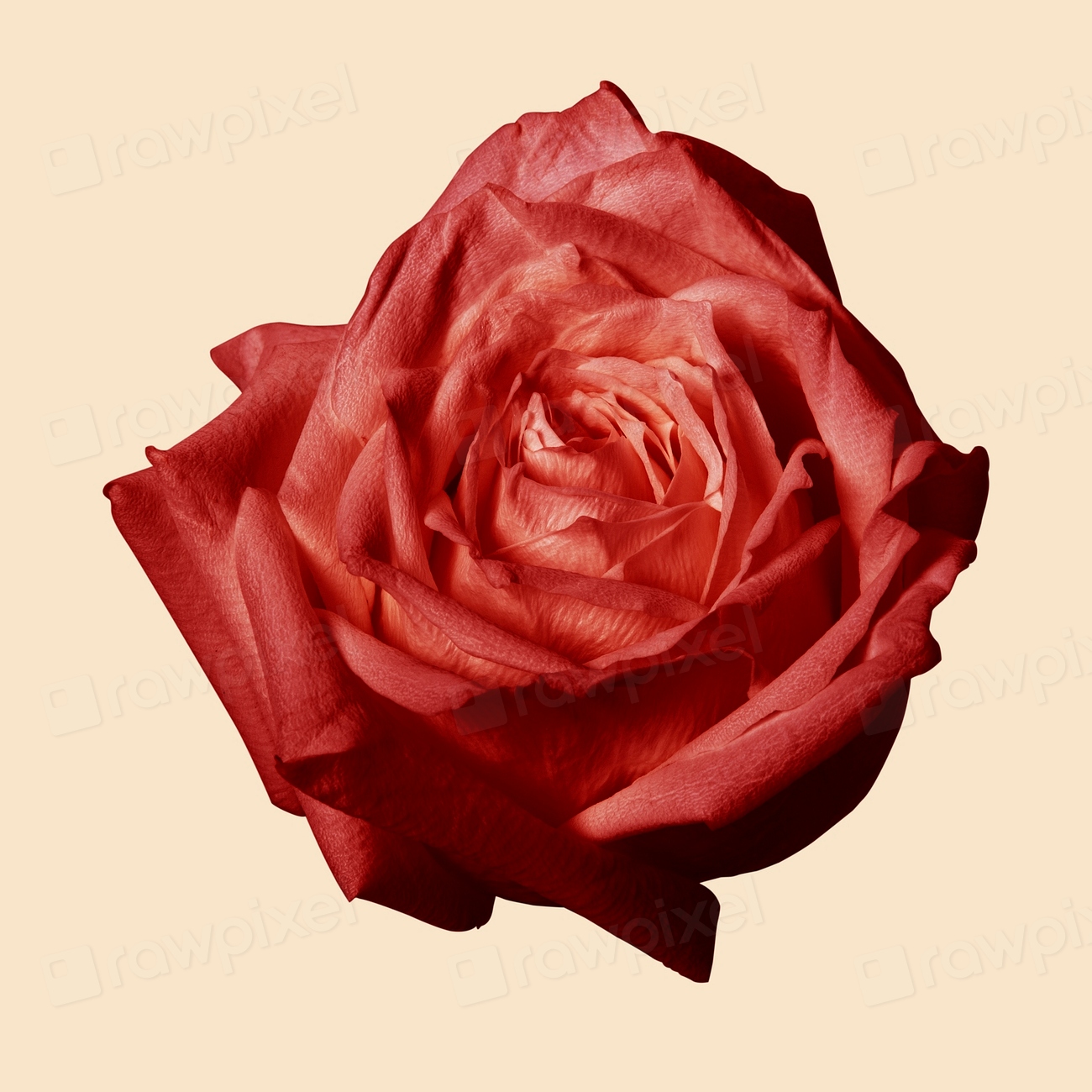 Red rose, collage element psd | Premium PSD - rawpixel
