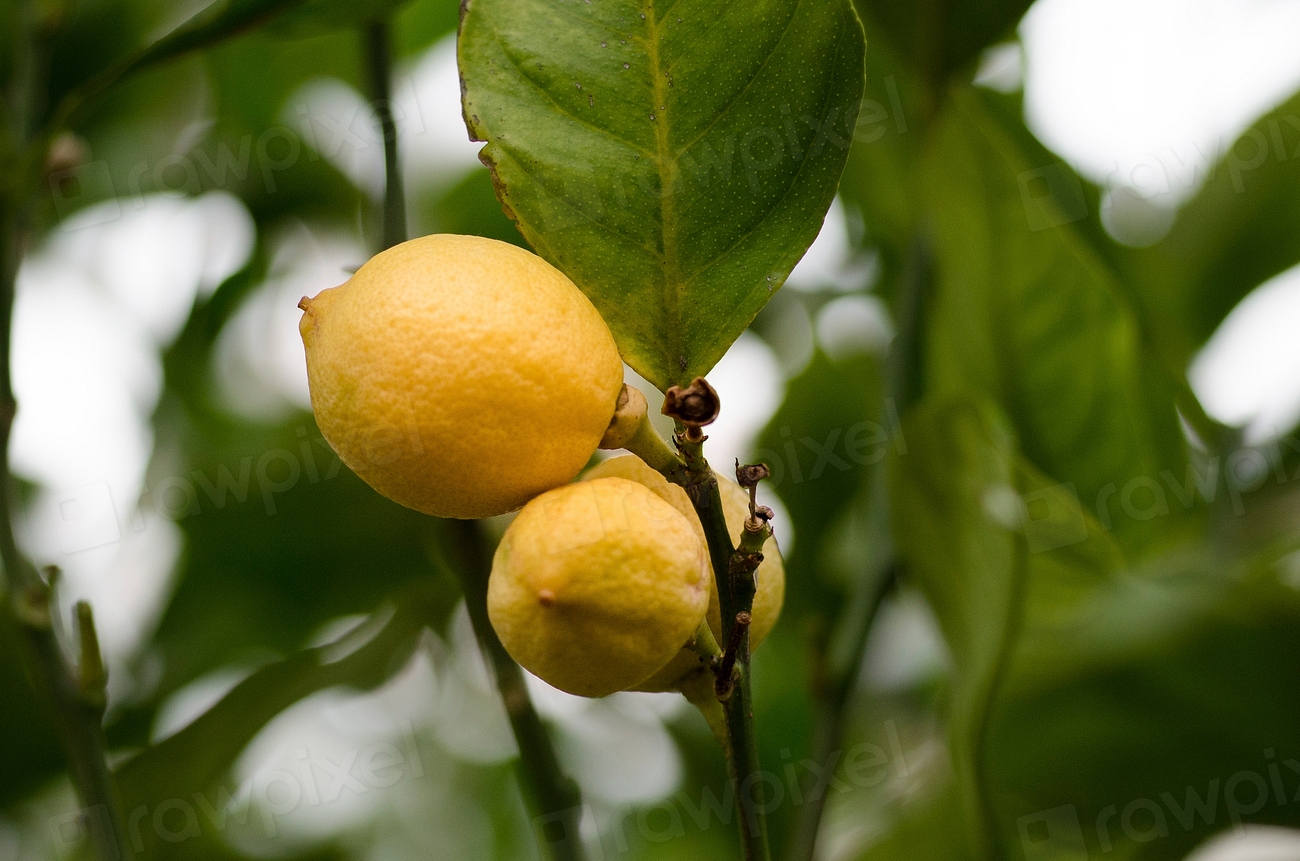 Free lemon tree image, public | Free Photo - rawpixel