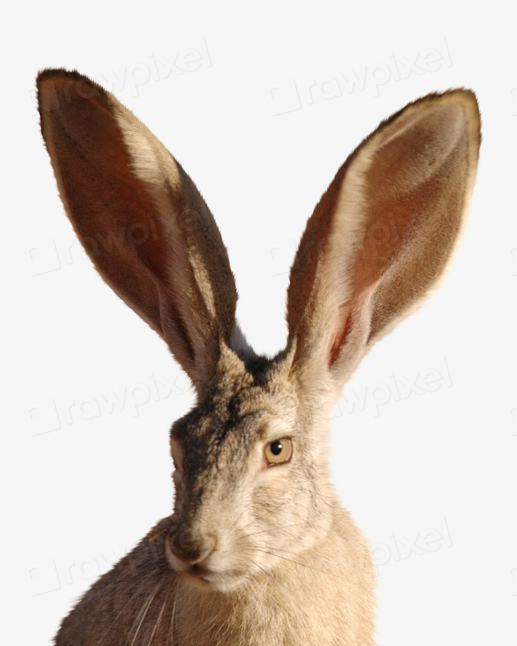 Big ears rabbit isolated image | Free Photo - rawpixel