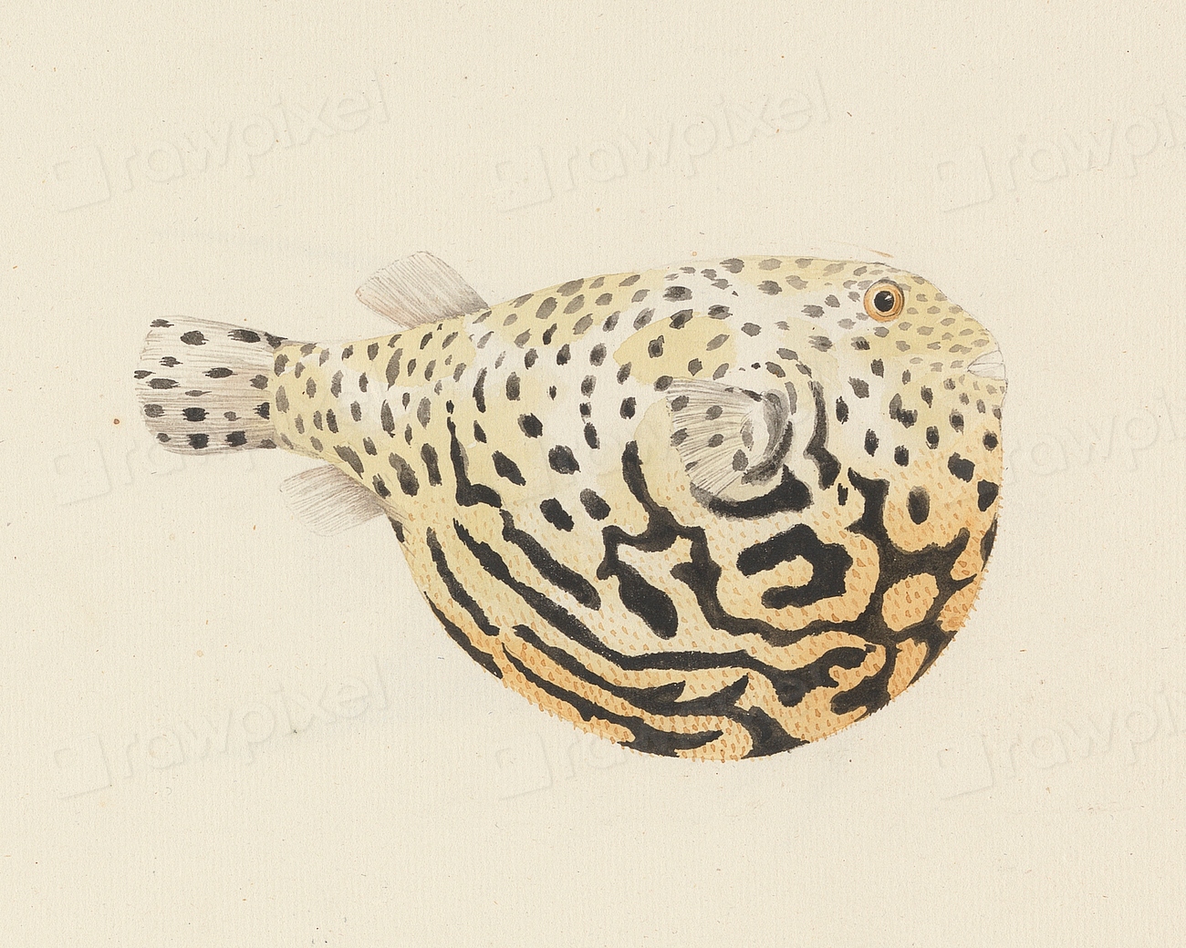 Unidentified Fish by Luigi Balugani | Free Photo - rawpixel