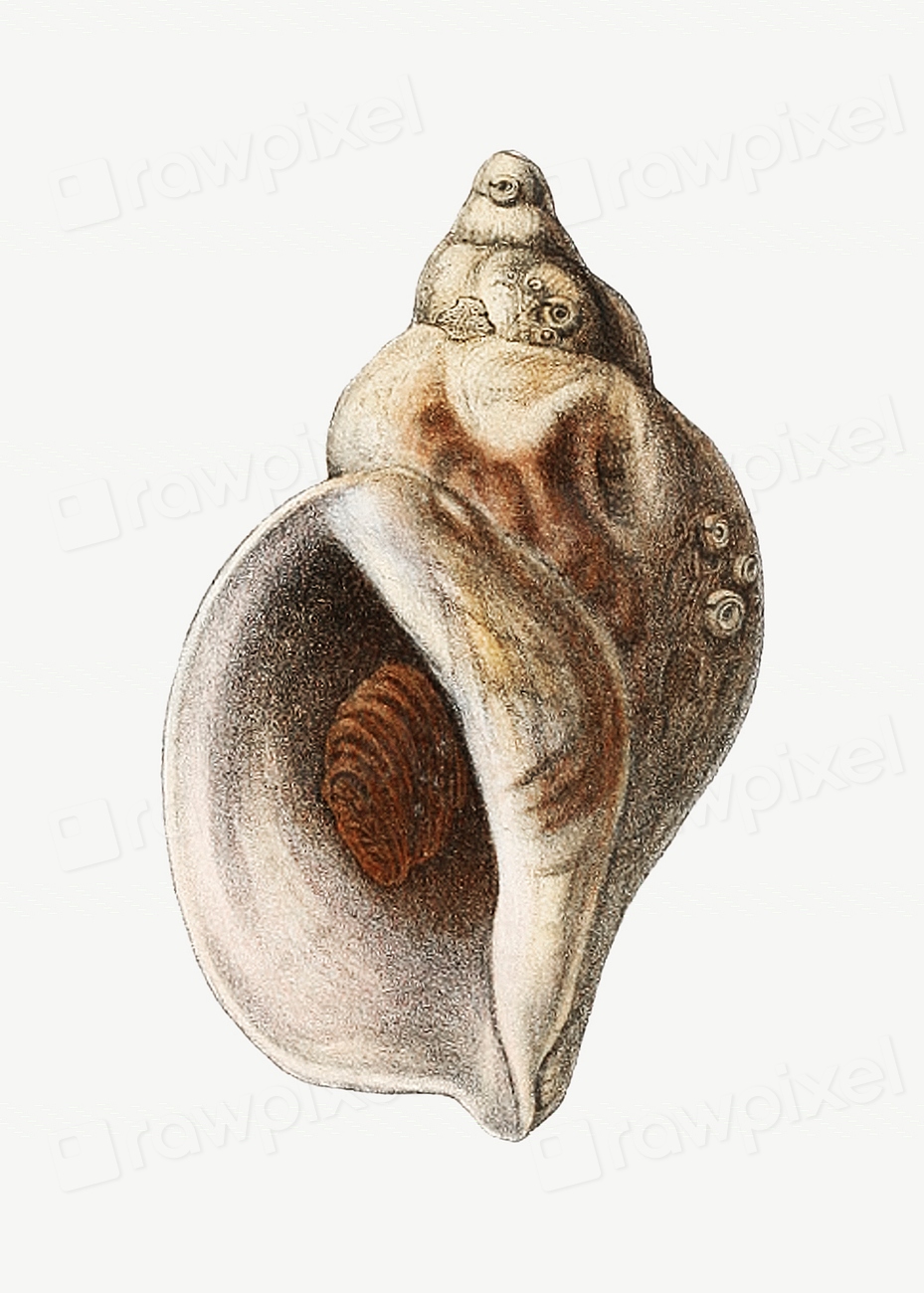 Conch shell varieties set illustration | Premium PSD Illustration ...
