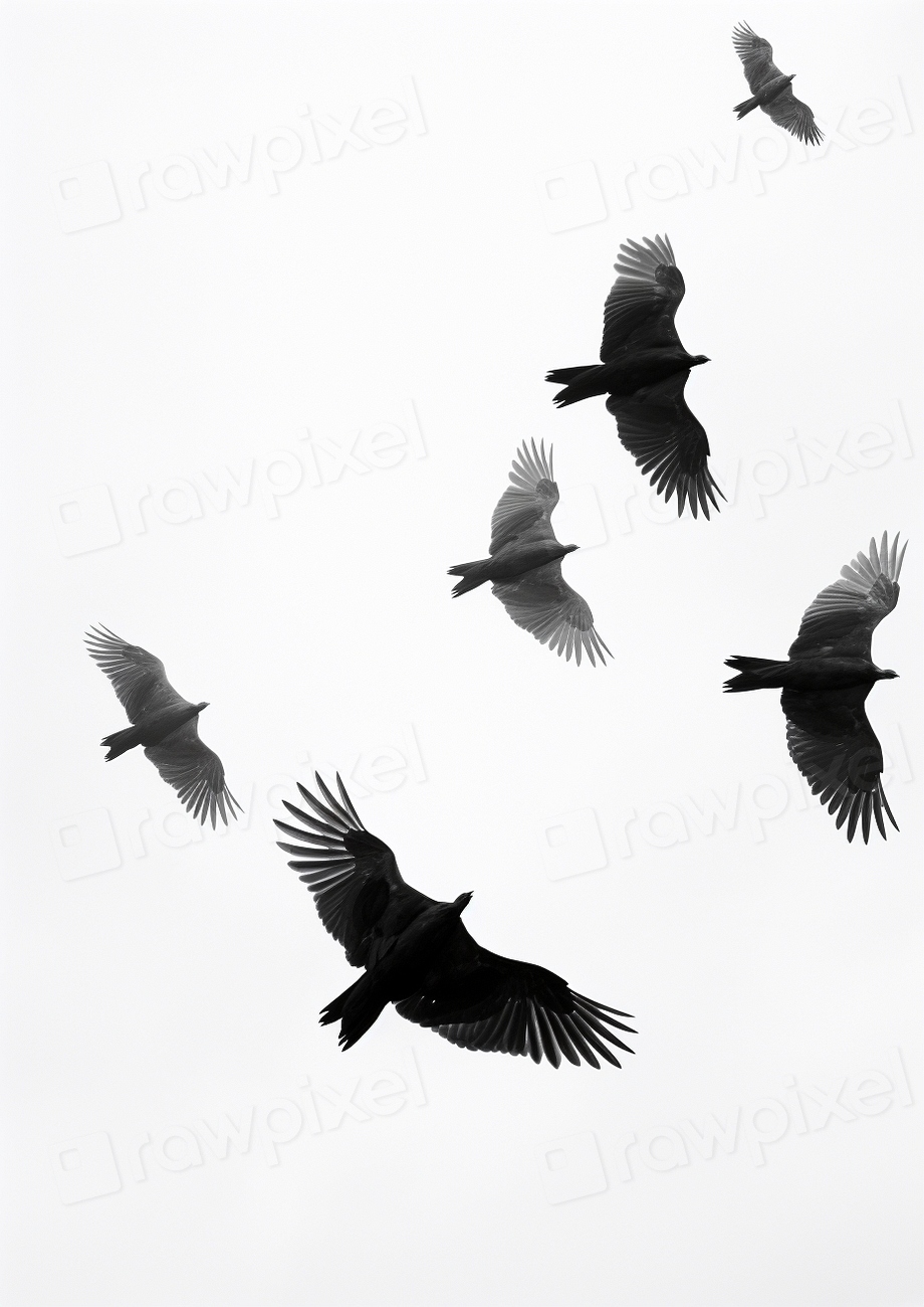 Birds sky animal motion flying. | Free Photo - rawpixel