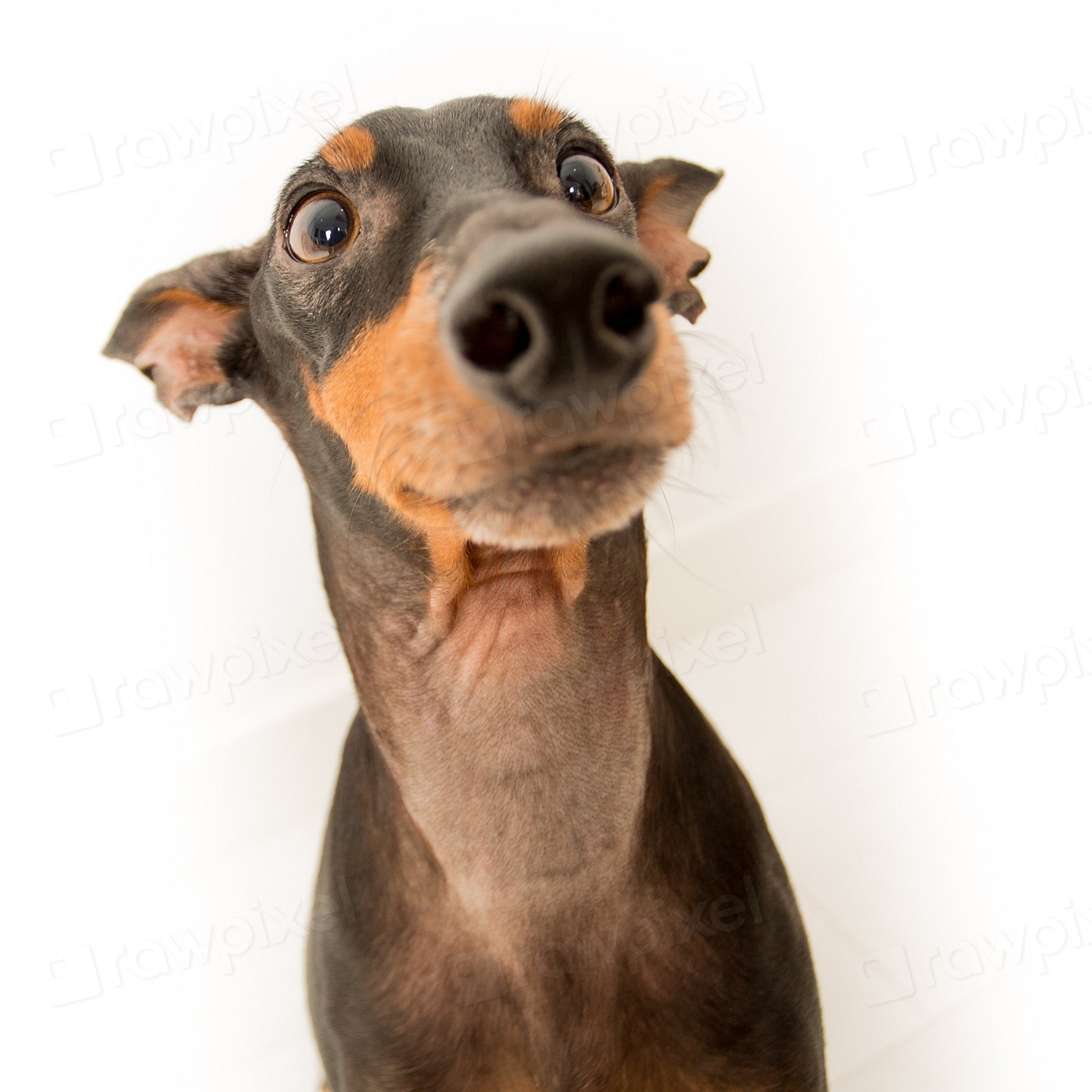 Free funny face doberman puppy | Free Photo - rawpixel