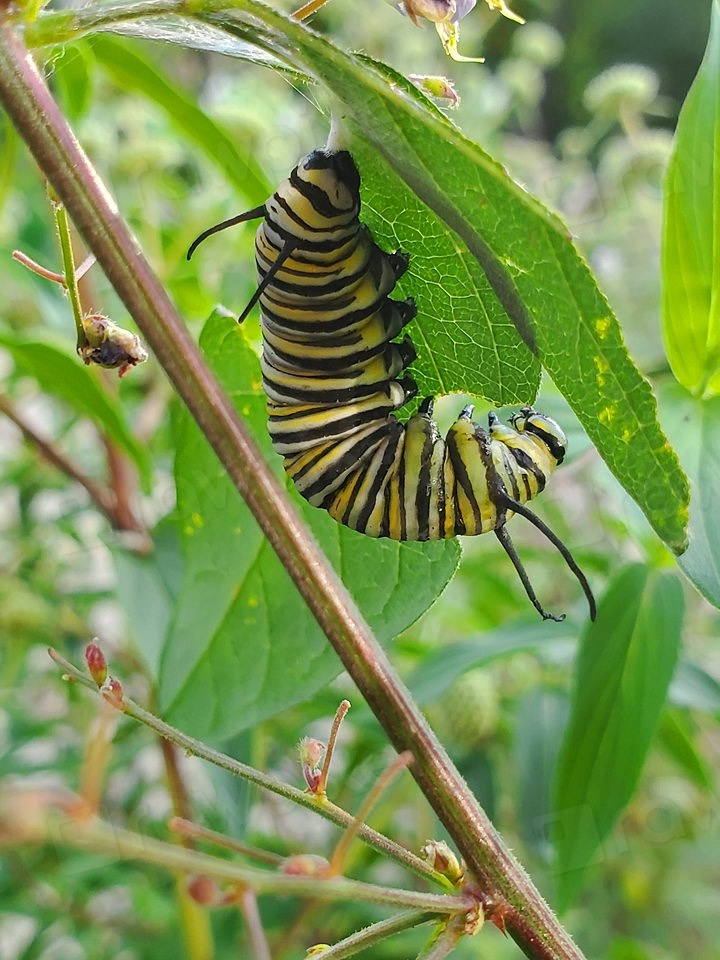Monarch caterpillar | Free Photo - rawpixel