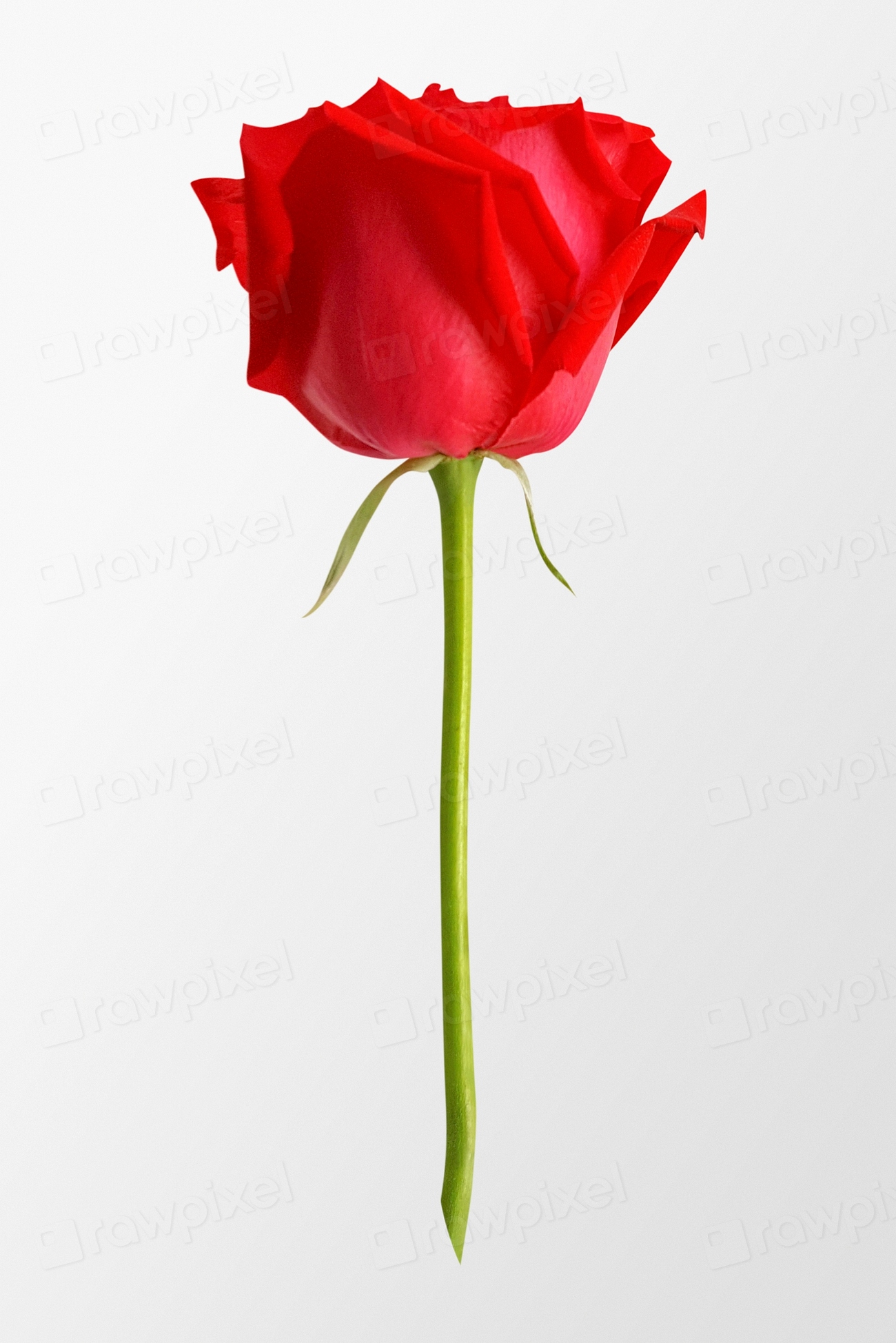 Red rose, flower collage element | Premium PSD - rawpixel